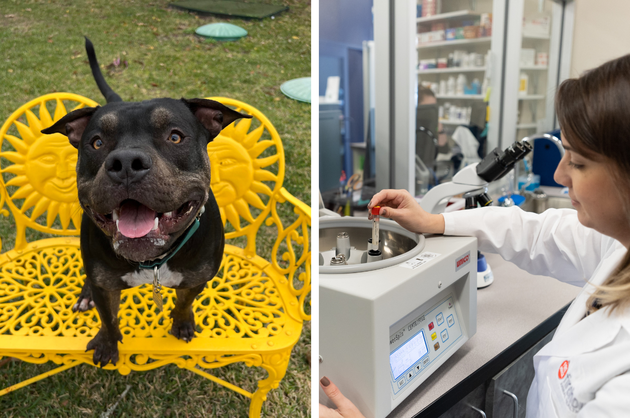 Routine Lab Tests For Cats & Dogs | Firehouse Animal Health Leander