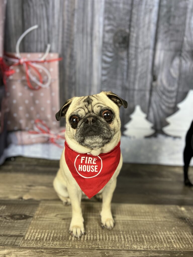 Coughing & Respiratory Issues In Dogs | Firehouse Animal Health Leander